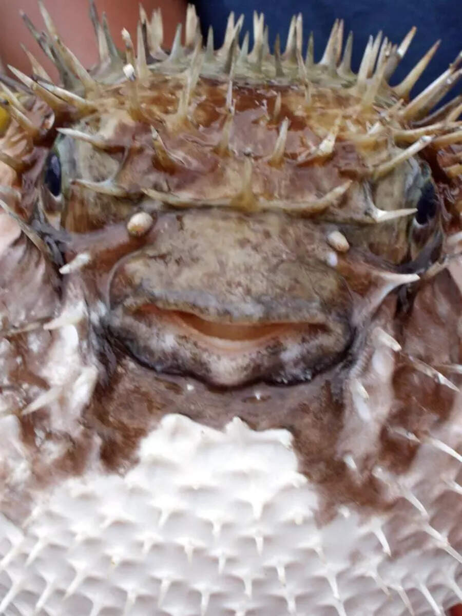 THIS poisonous fish is served as a delicacy in Japan | Times of India