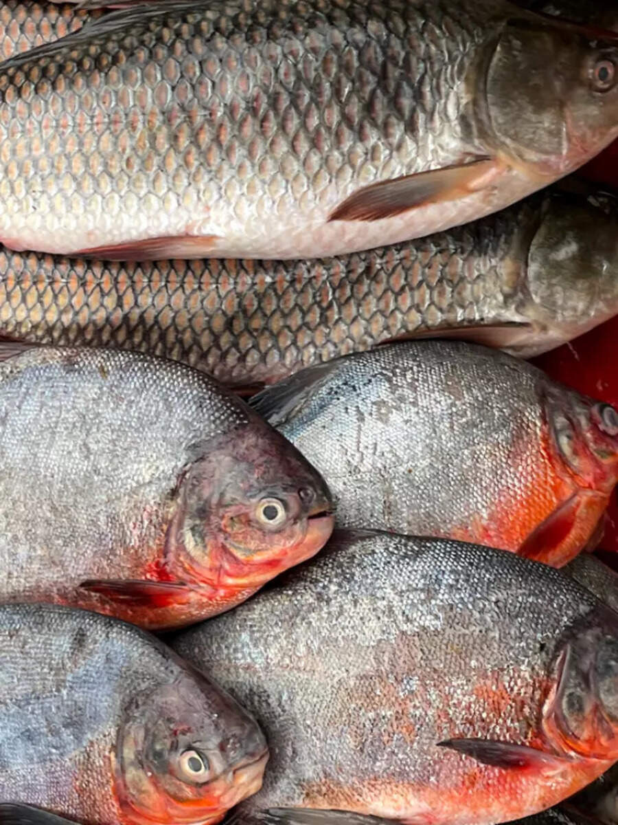 11 types of fish used in Goan cuisine | Times of India