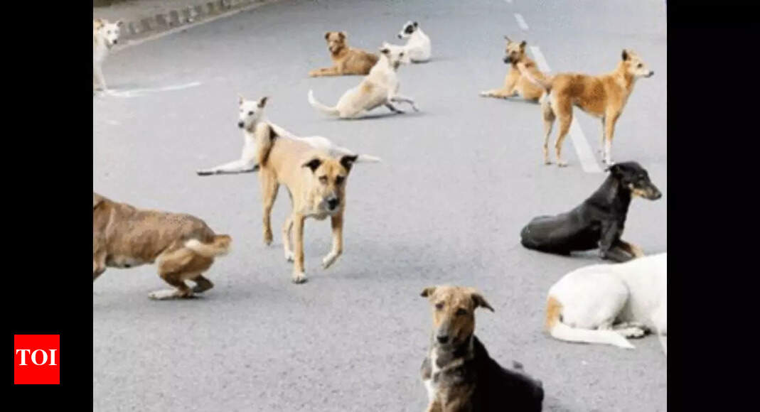 Man Guns Down 20 Street Dogs in Morning Rampage in Telangana ...
