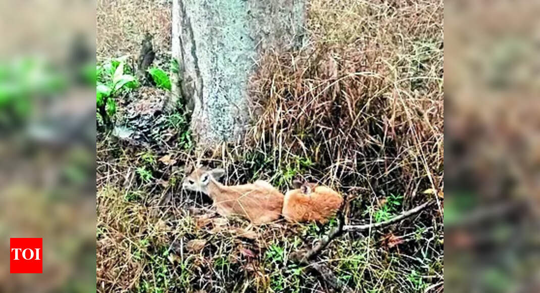 Four-Horned Antelope Calves: Two Four-Horned Antelope Calves Spotted in ...