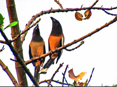 Great Backyard Bird Count: Great Backyard Bird Count begins - Global ...