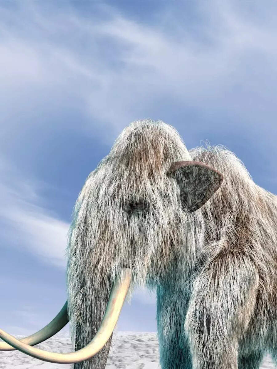 10 animals that can live in freezing temperatures | Times of India