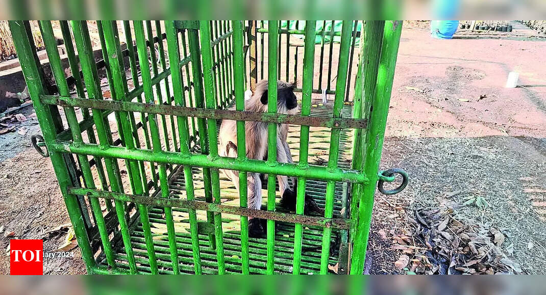 Monkey: Monkey Attacks in Vankal Village: Langur Rescued and Caged by ...