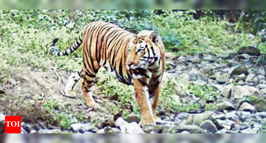 Buxa Tiger Reserve: Buxa gets a ‘resident’ tiger after 40 yrs - Latest ...