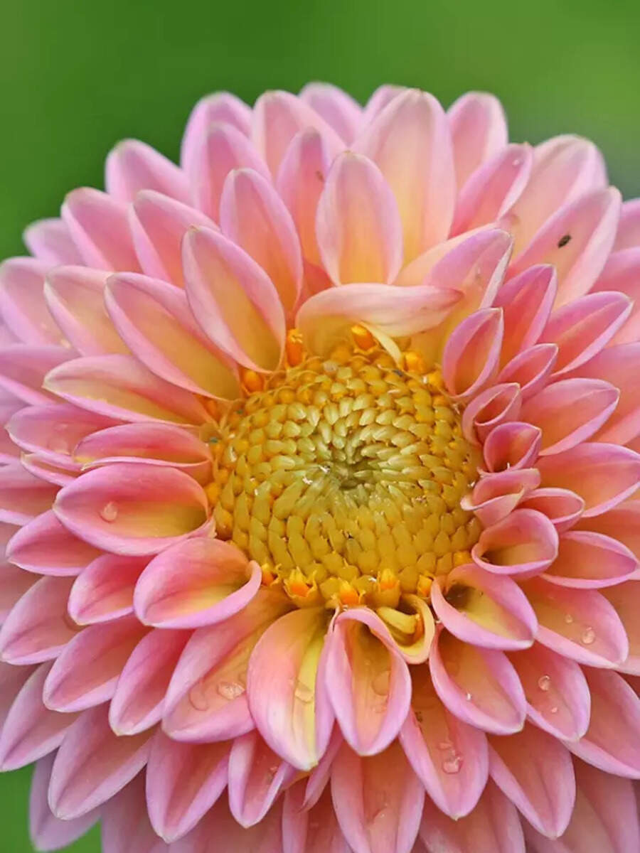 8 Gorgeous Flowers That Bloom in February | Times Now