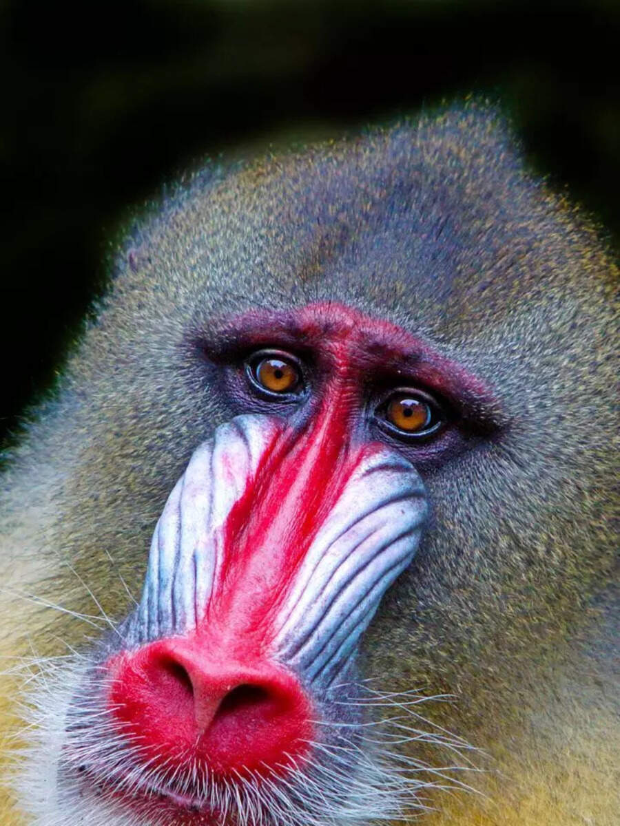 Top 10 Most Beautiful Animals