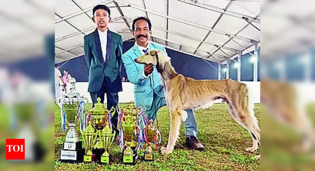 Dog Show: Slender Saluki turns heads at dog show Bhubaneswar: Nine-year ...