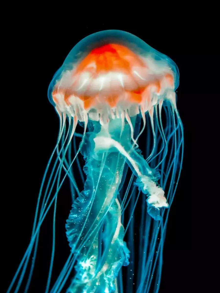 13 animals that DO NOT have a brain | Times of India