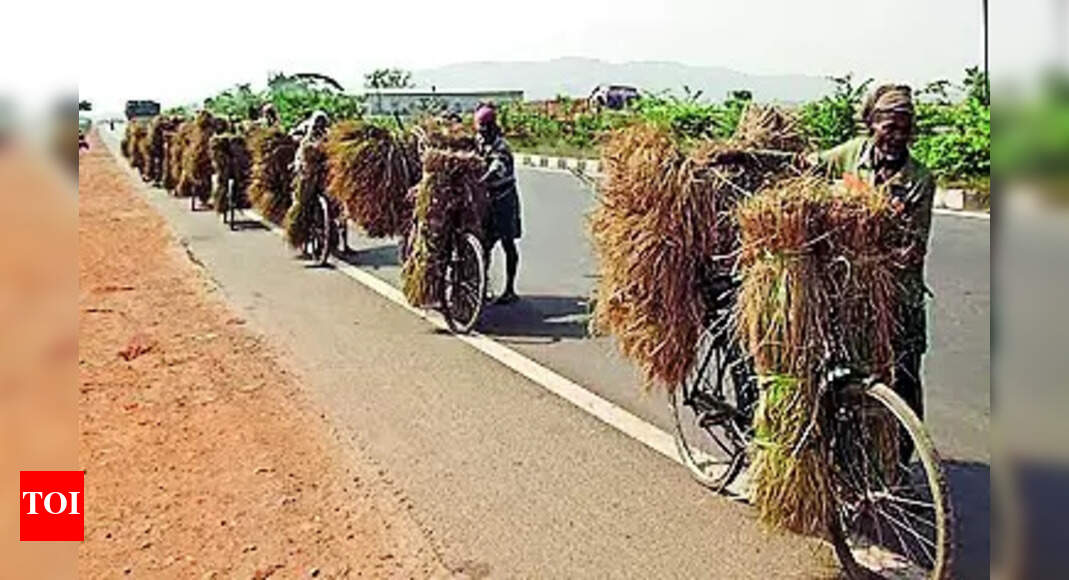 Kendrapada Farmers: Kendrapada Farmers Forced to Sell Paddy Below MSP ...
