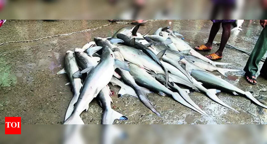 Sharks: India to adopt action plan to save sharks | Kochi News - Times ...