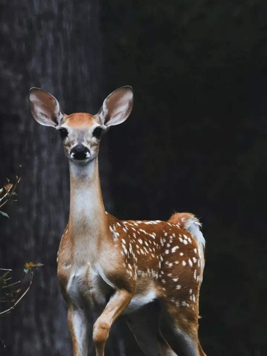 Types of deer found in India | Times of India