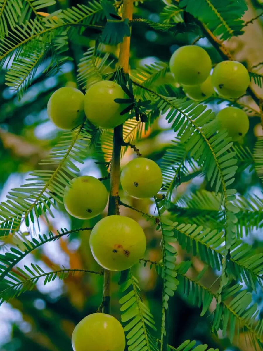 Amla Health Benefits: 9 Reasons Why You Should Eat Amla Every Day ...
