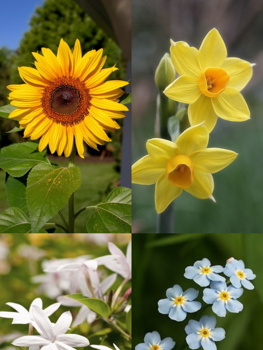 10 Flowers That Represent Karma | Times Now