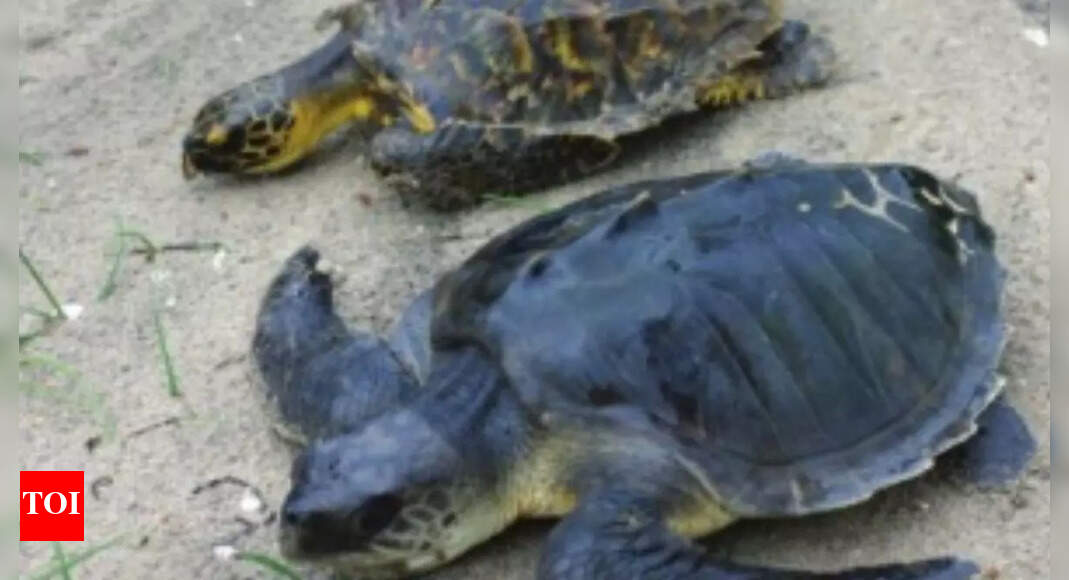 Turtle boom at Goa's four nesting sites brings cheer | Goa News - Times ...