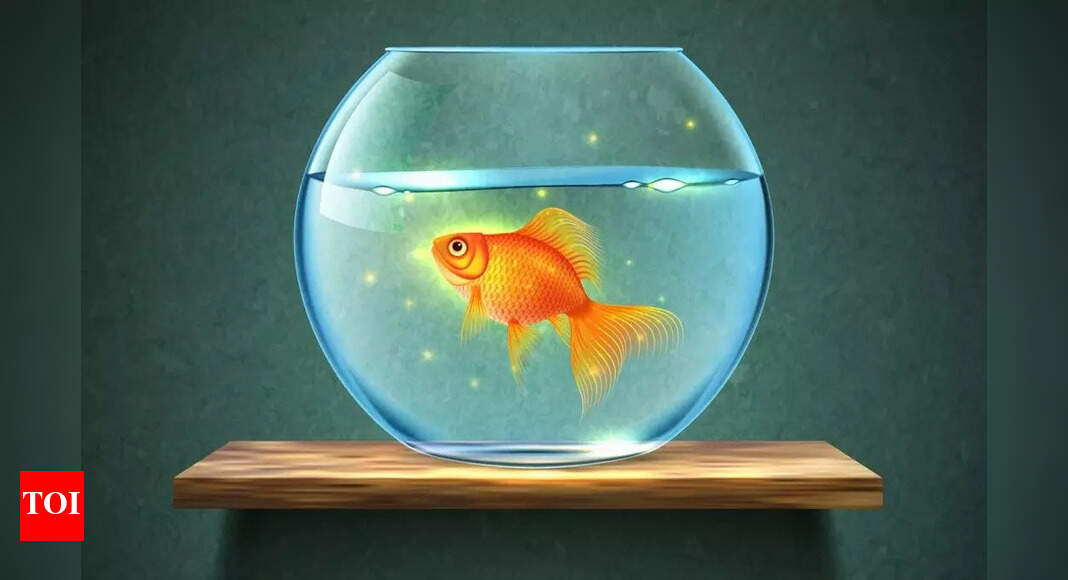 Benefits of keeping Golden Dragon Fish in home as per Feng Shui ...