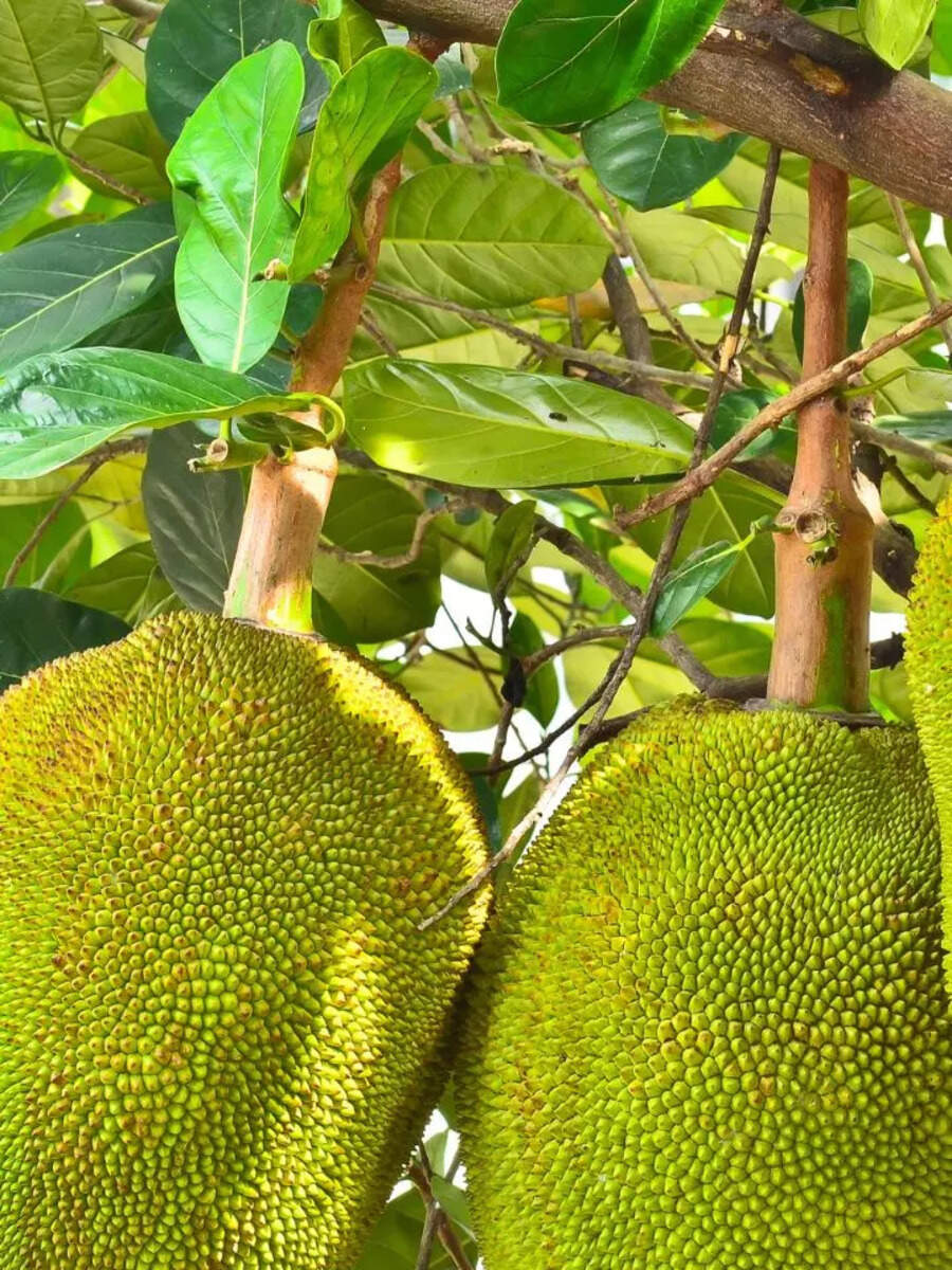 9 reasons to start eating jackfruit regularly | Times of India