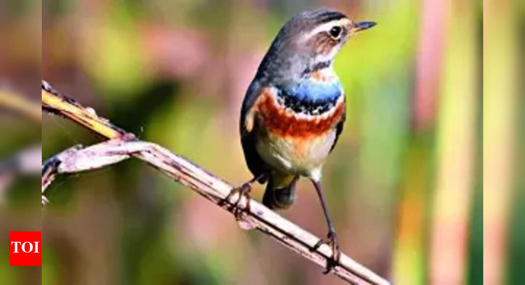 Great Backyard Bird Count: Great Backyard Bird Count ends - 180 bird ...
