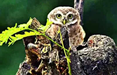 Great Backyard Bird Count: Great Backyard Bird Count ends - 180 bird ...