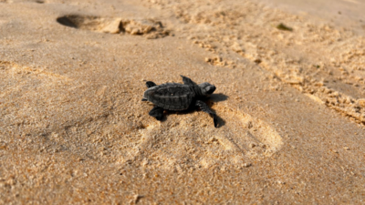 Arabian Sea Turtles Olive Ridley Sea Turtle Wikipedia