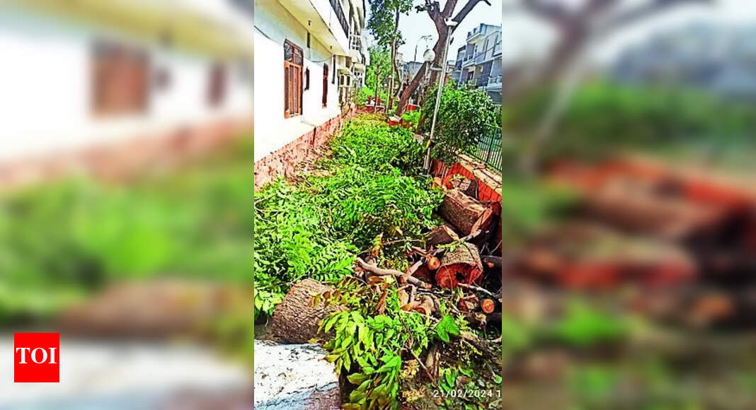 Illegal Felling Of Trees: Illegal Felling of Trees: Complaint Filed ...