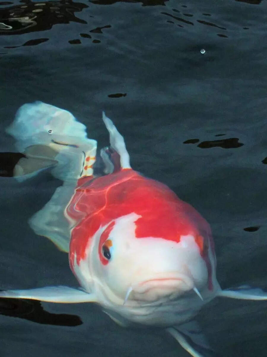 8 fishes that don’t survive more than a year | Times of India