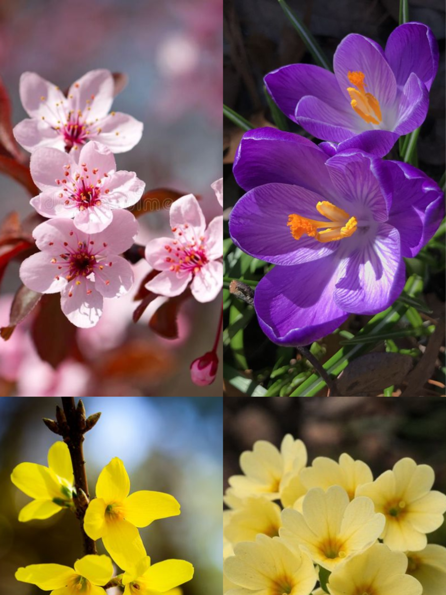 Beautiful Spring Flowers For Balcony Garden | Times Now