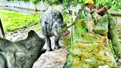 Pairs made in zoo: New animals to be brought to Delhi for breeding ...