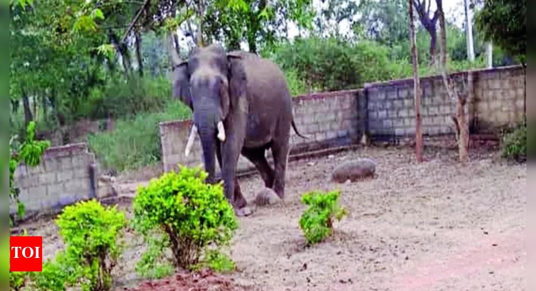 Centre announces creating elephant proof walls to prevent human ...