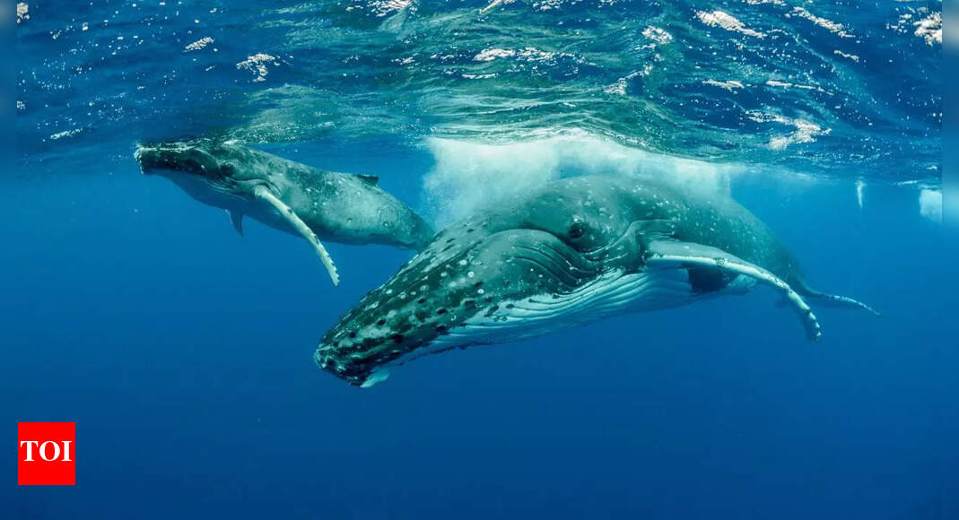 Whales Have Specialised Voice Boxes That They Use to Sing! | - Times of ...