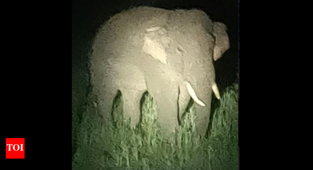 Elephant Rampage in Madhya Pradesh: Youth trampled to death, 2 injured ...