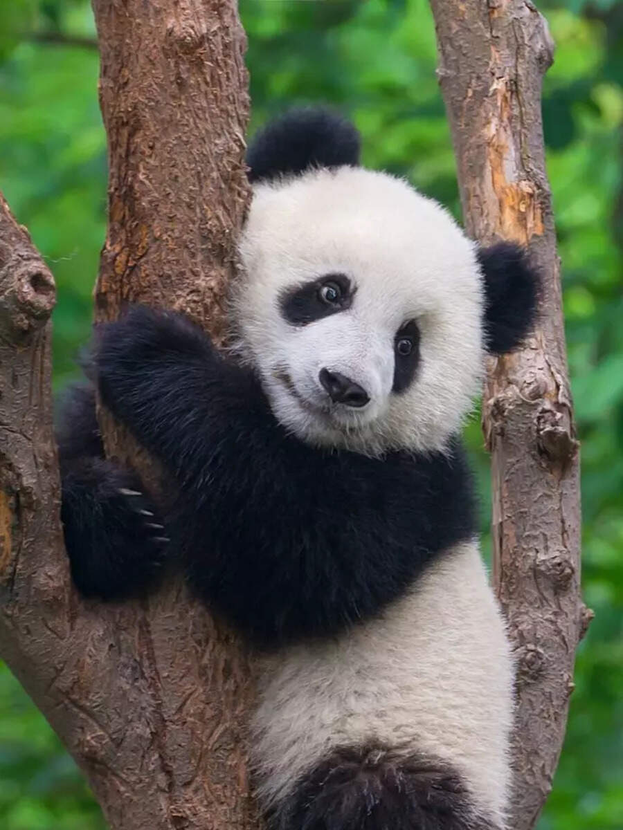 Do you have a Panda personality? These are the signs to check | Times ...