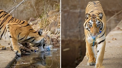 Viral video of tiger picking up plastic sparks conversation on ...