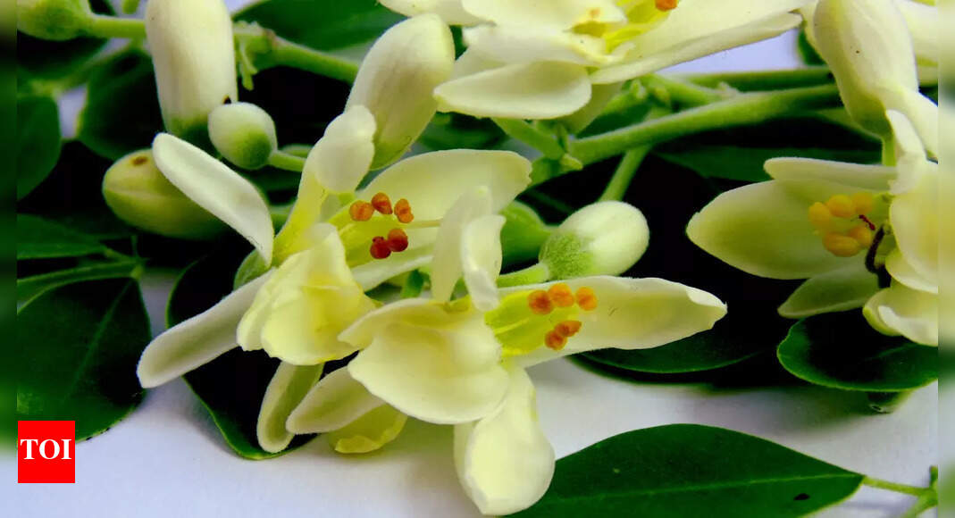 5 Reasons to Have Moringa Flower Bhaji in This Season and How to Make ...