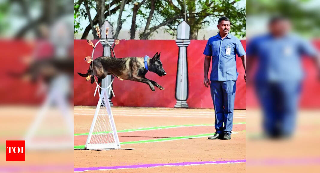 Sniffer Dogs: 21 Sniffer Dogs Join Police Duty in Hyderabad | Hyderabad ...