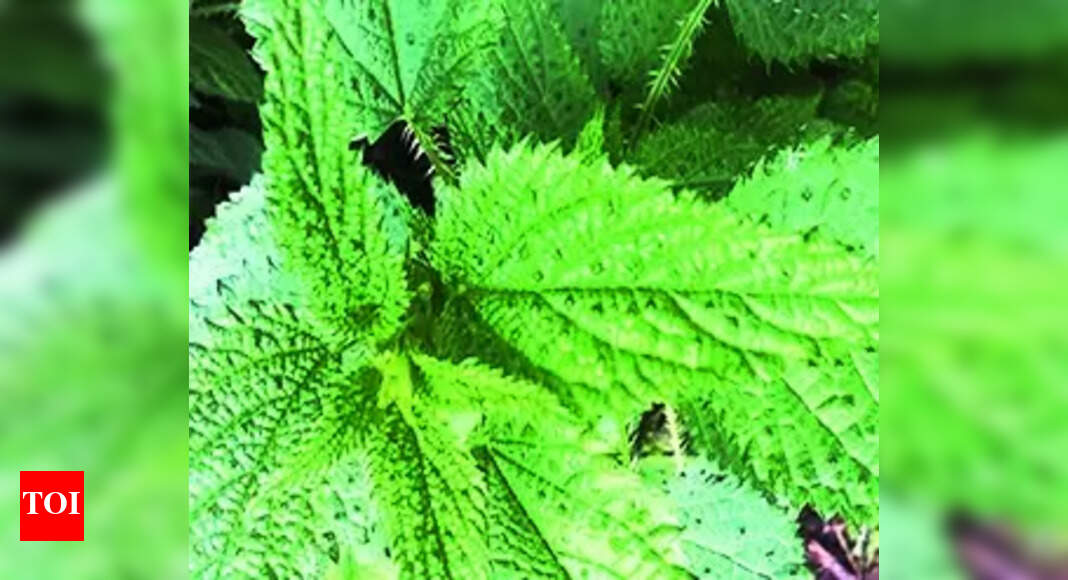 Nettle Grass: Research on nettle grass to mitigate side-effects of ...