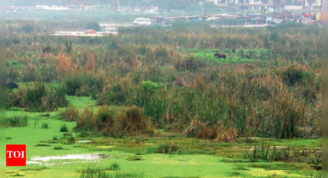 Yamuna Floodplain: Committee plans to define river floodplain by April ...