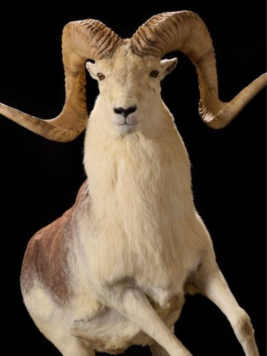 Animals Found In Afghanistan: Markhor, Snow Leopard, Elephant ...