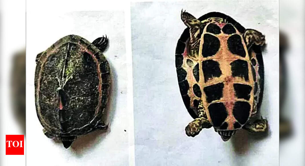 Turtles Seized: 575 Turtles Seized by DRI & Forest Officers in Bhopal ...