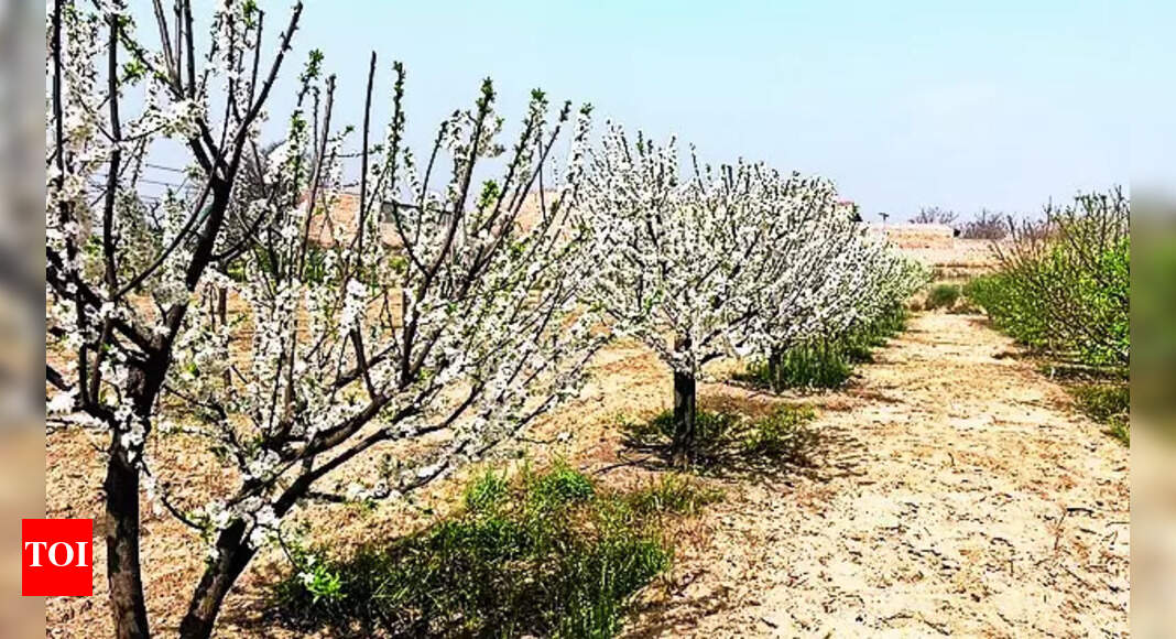 Kinnow Farming: Kinnow farming loses juice, Abohar switching to pear ...