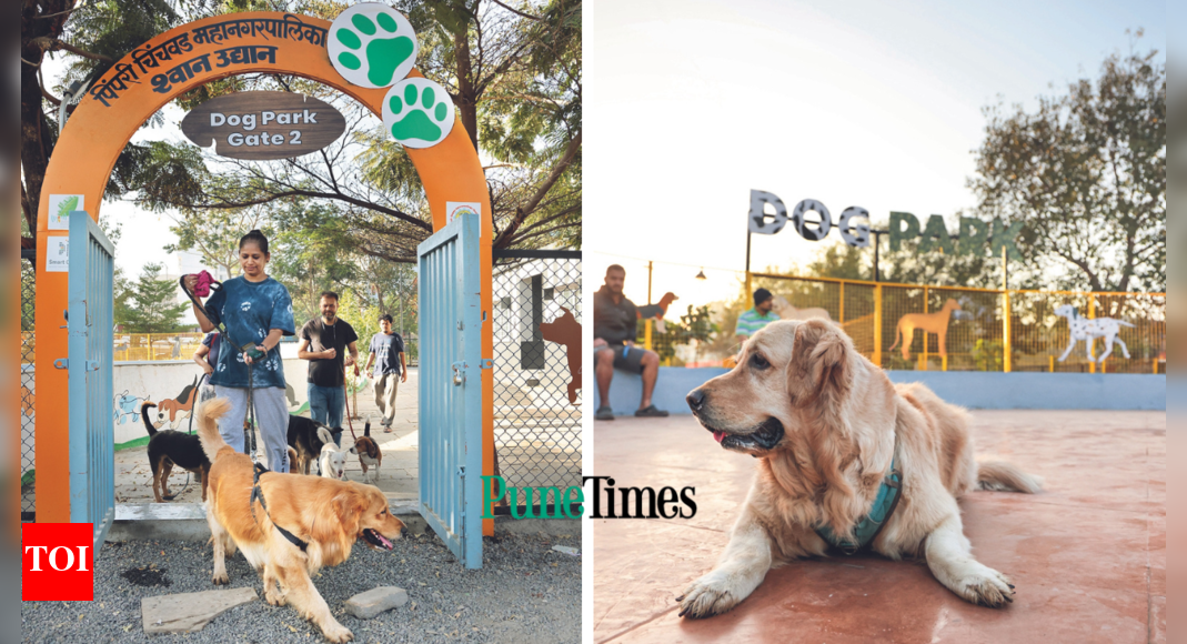 Dog Park: Doggies' day out in Pune - A Dedicated Space for Dogs to Run ...