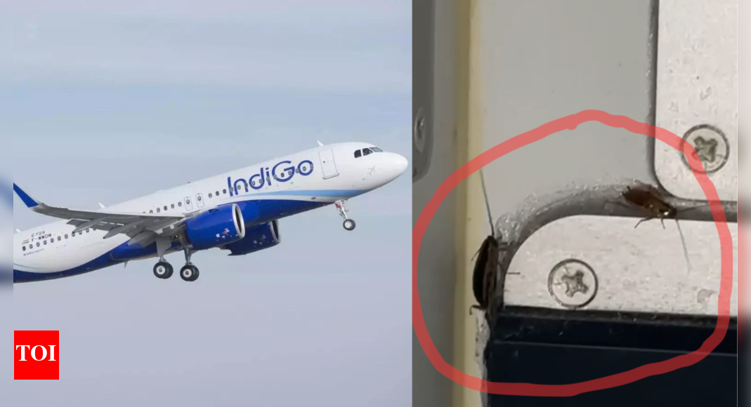 Indigo passenger finds cockroaches in food area of flight; airline ...