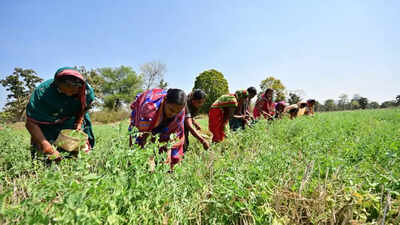 Odisha Increases Area Coverage for Rice Fallow Management Five-Fold ...