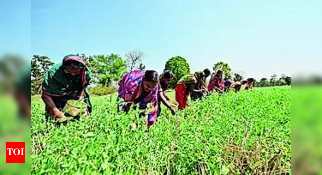 Rice Fallow Management: 3.4L ha of rice fallow land used to grow 8 ...