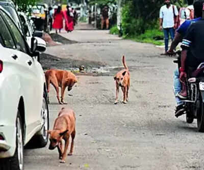 Stray Dog-Bite Cases: Compensation for 32 Stray Dog-Bite Victims ...