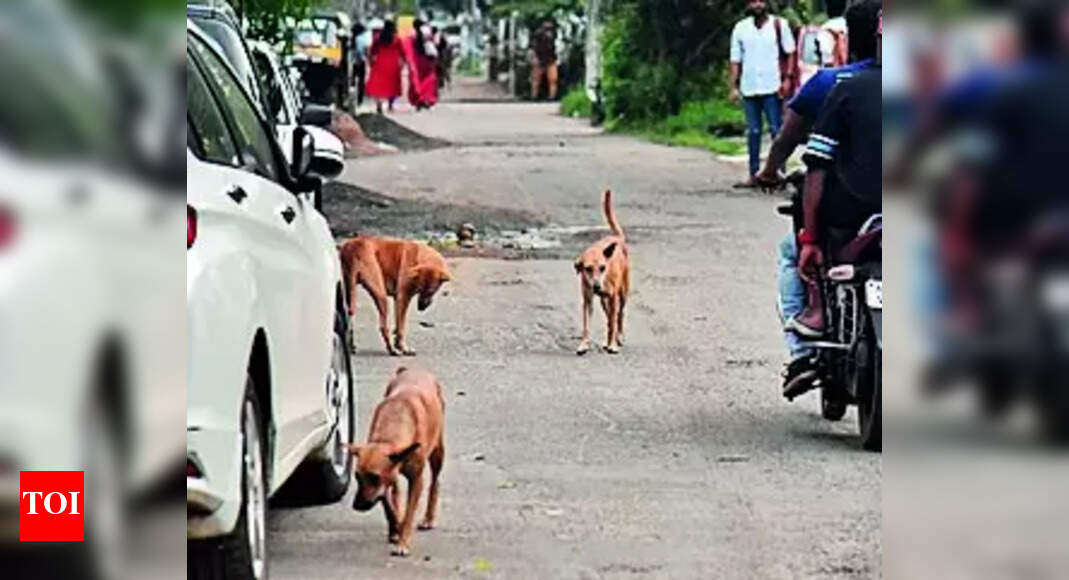 Stray Dog-Bite Cases: Compensation for 32 Stray Dog-Bite Victims ...