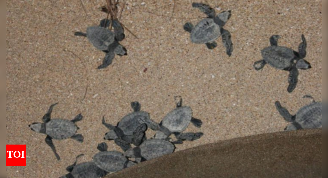 Goa's turtle arrivals hit 200-mark, record in 3 decades of conservation ...