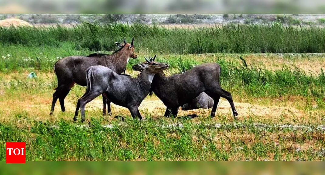 Nilgais: A decade on, no takers for hunting nilgais, wild boars ...