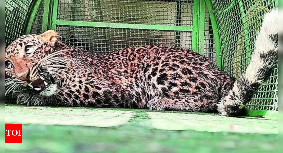 Two Villagers Fight off Leopards in Separate Attacks in Uttarakhand | Dehradun News - Times of India
