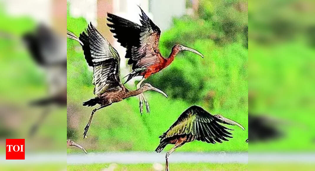 Bird Species: 107 Bird Species Found at St Aloysius College and AIMIT ...