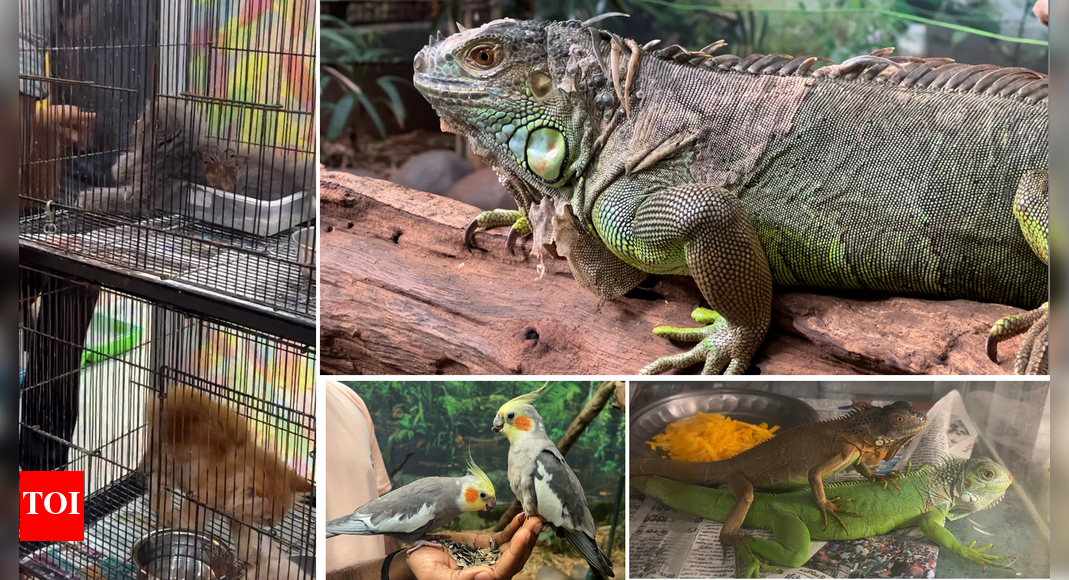 Wildlife Trafficking in Chennai: Breeding Exotics and the Legal Grey ...